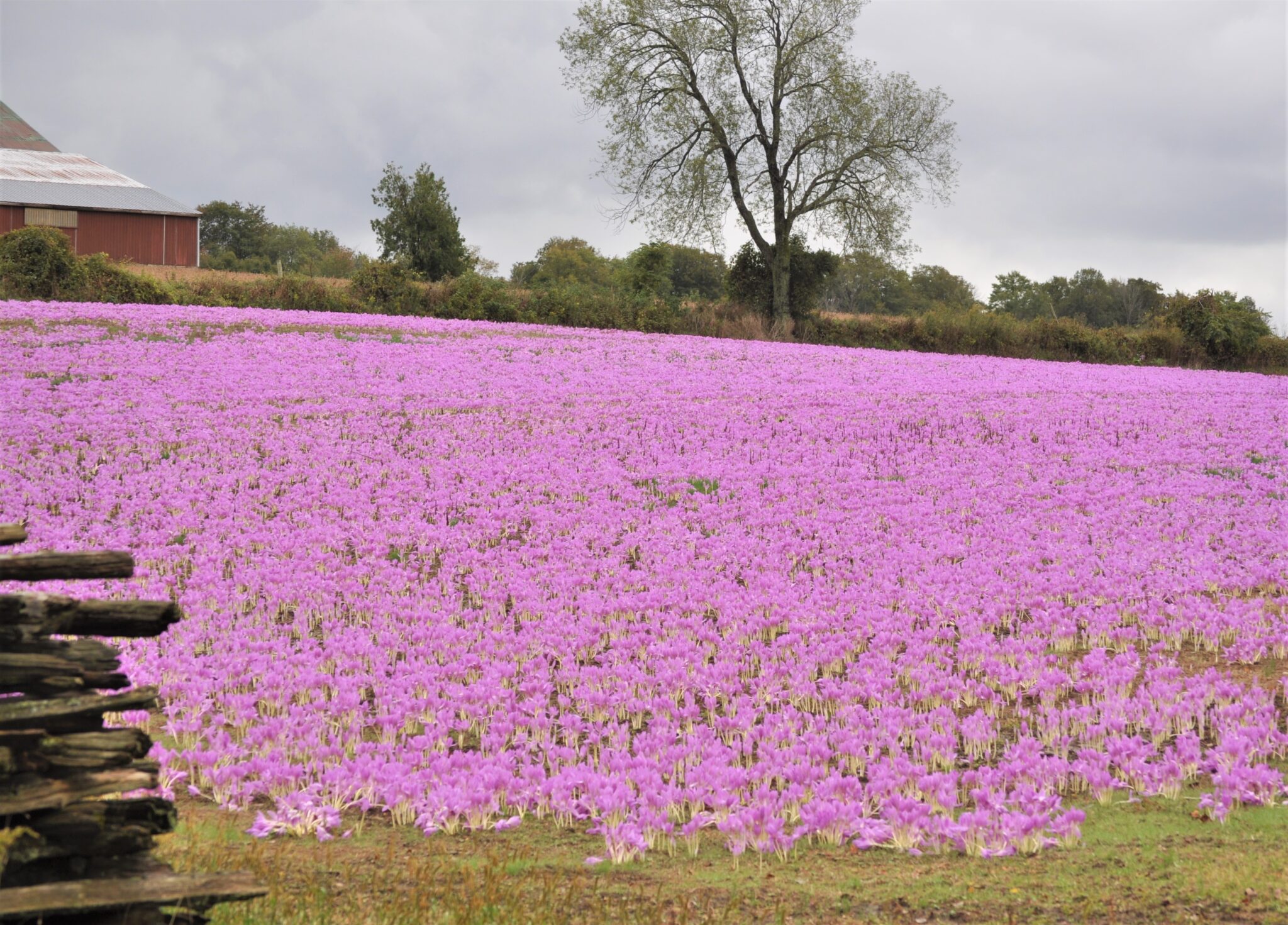 Fields of pink