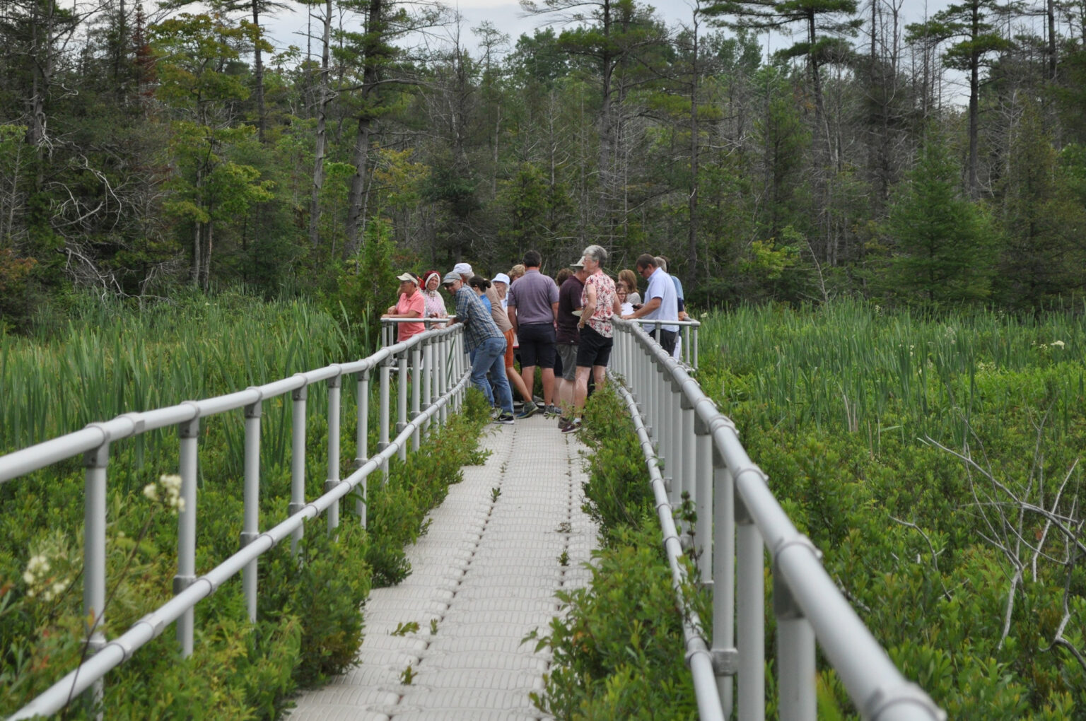 Explore the mysteries of the Greenock Swamp