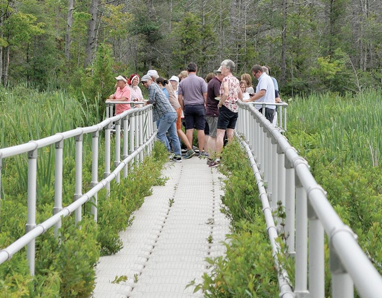 Bootlegging, logging and man-eating plants: Greenock Swamp has it all