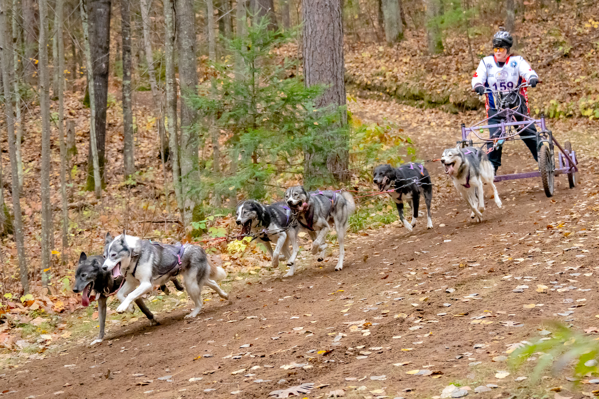 Lisa De Gennaro’s Glacial Lake six-dog rig team earns gold medal