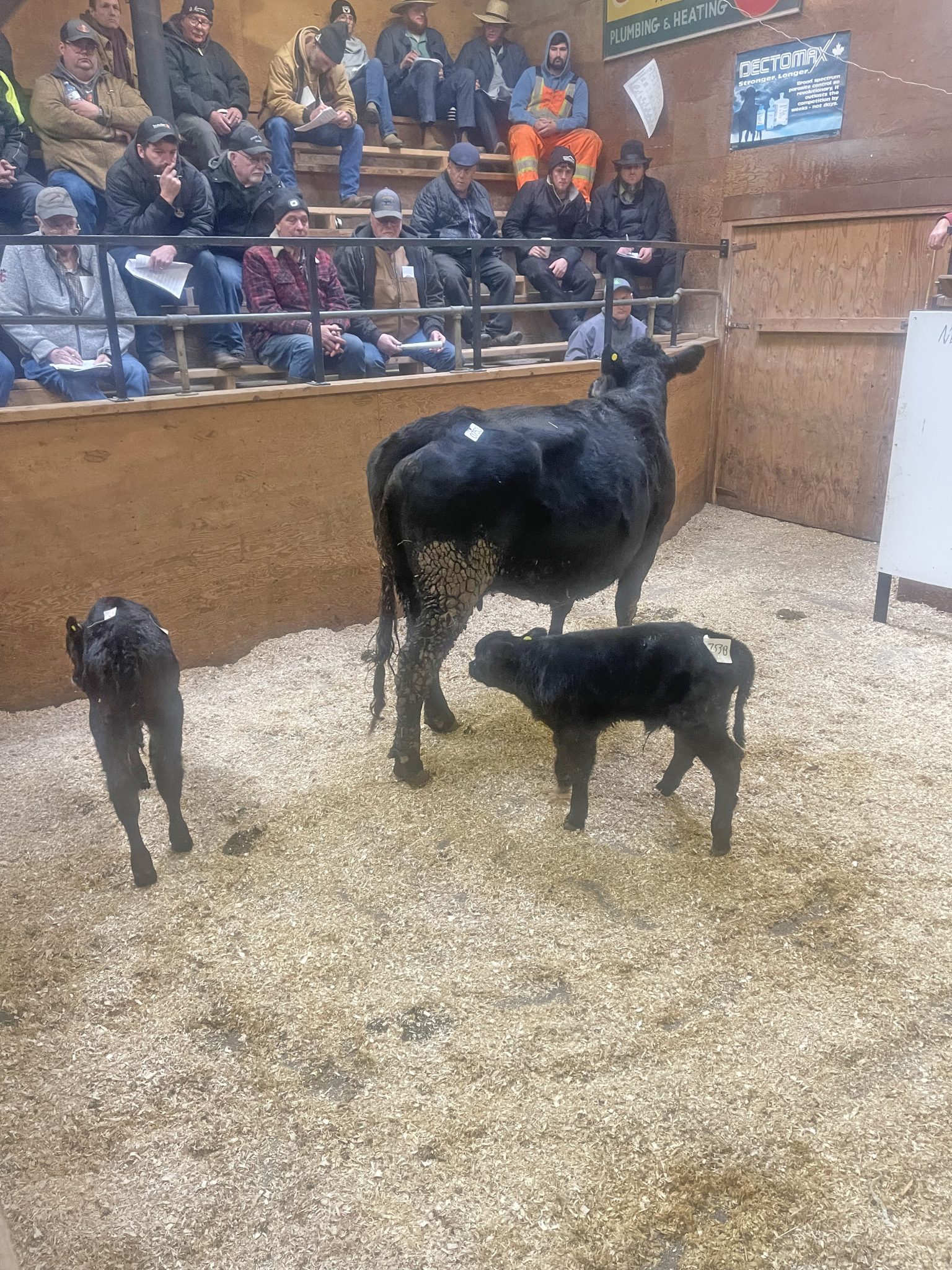 David Carson continues to bring beef auction sales to Milverton